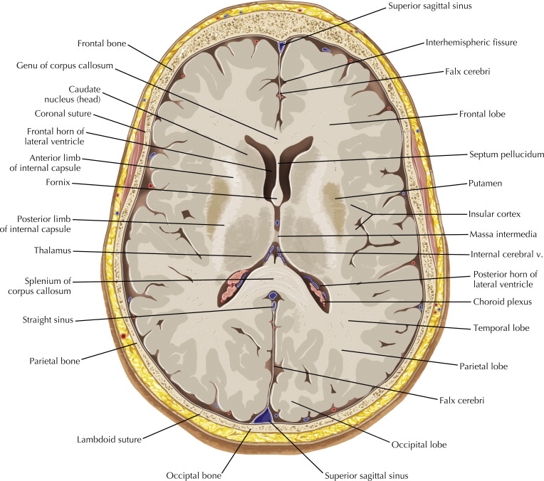 Axial Brain Anatomy Axial Brain Anatomy