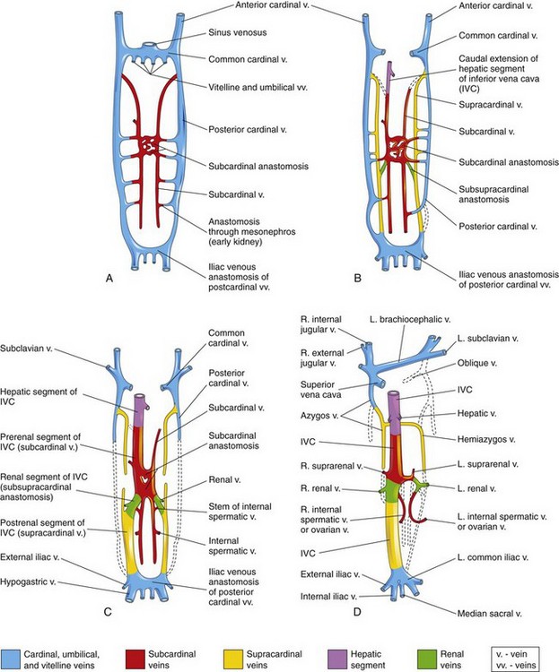 Introductory Embryology | Radiology Key