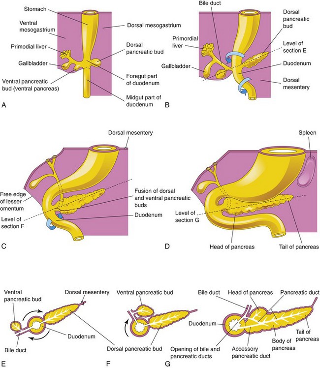 Embryology Anatomy And Normal Findings Radiology Key Embryology Anatomy And Normal Findings Radiology Key