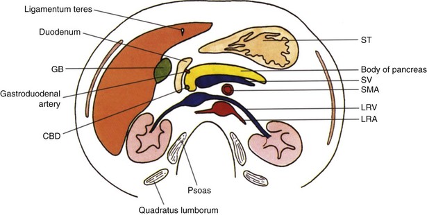 The normal hepato-biliary system | Radiology Key