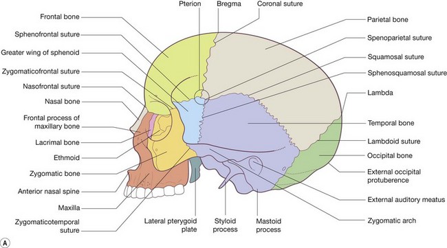Zygomaticofrontal Suture Line