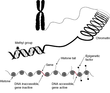 6: DNA and Genetics | Radiology Key