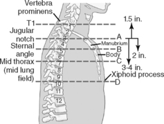 Vertebral Column | Radiology Key