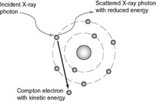 Effects of radiation | Radiology Key