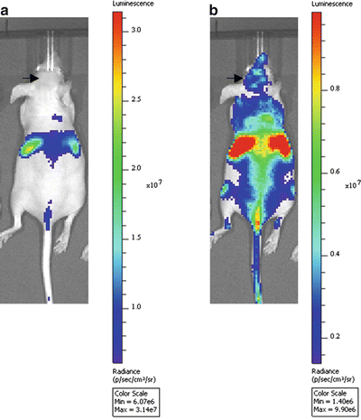 Bioluminescence-Based Monitoring of Virus Vector-Mediated Gene Transfer ...