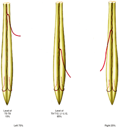 Arteries of the Spinal Cord and Spine | Radiology Key