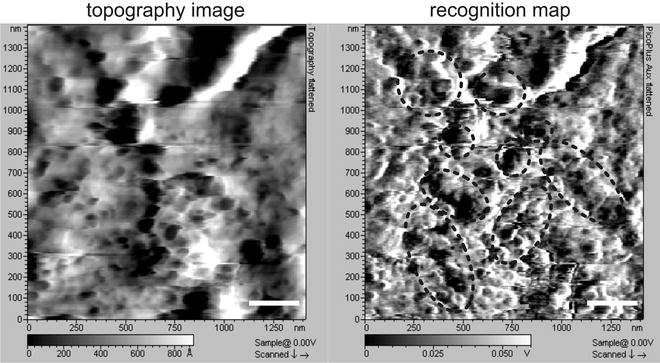 Functional AFM Imaging of Cellular Membranes Using Functionalized Tips ...