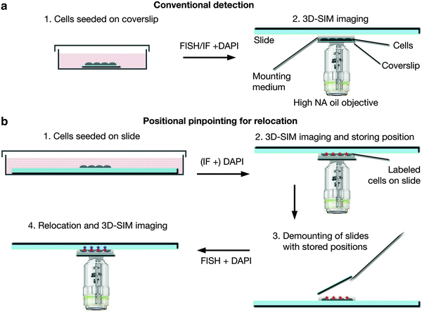 Fluorescence In Situ Hybridization Applications for Super-Resolution 3D ...