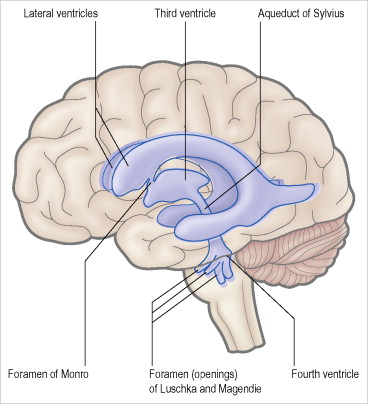 Anatomy of the Intracranial Visual Pathways | Radiology Key