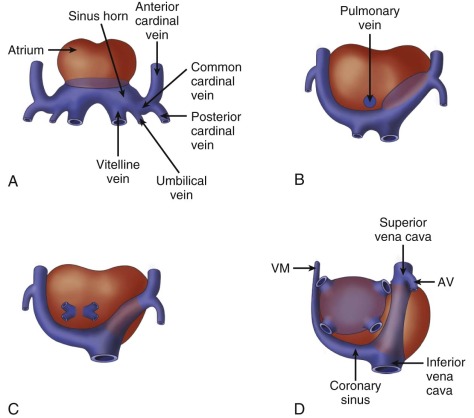Embryology of the Cardiovascular System | Radiology Key