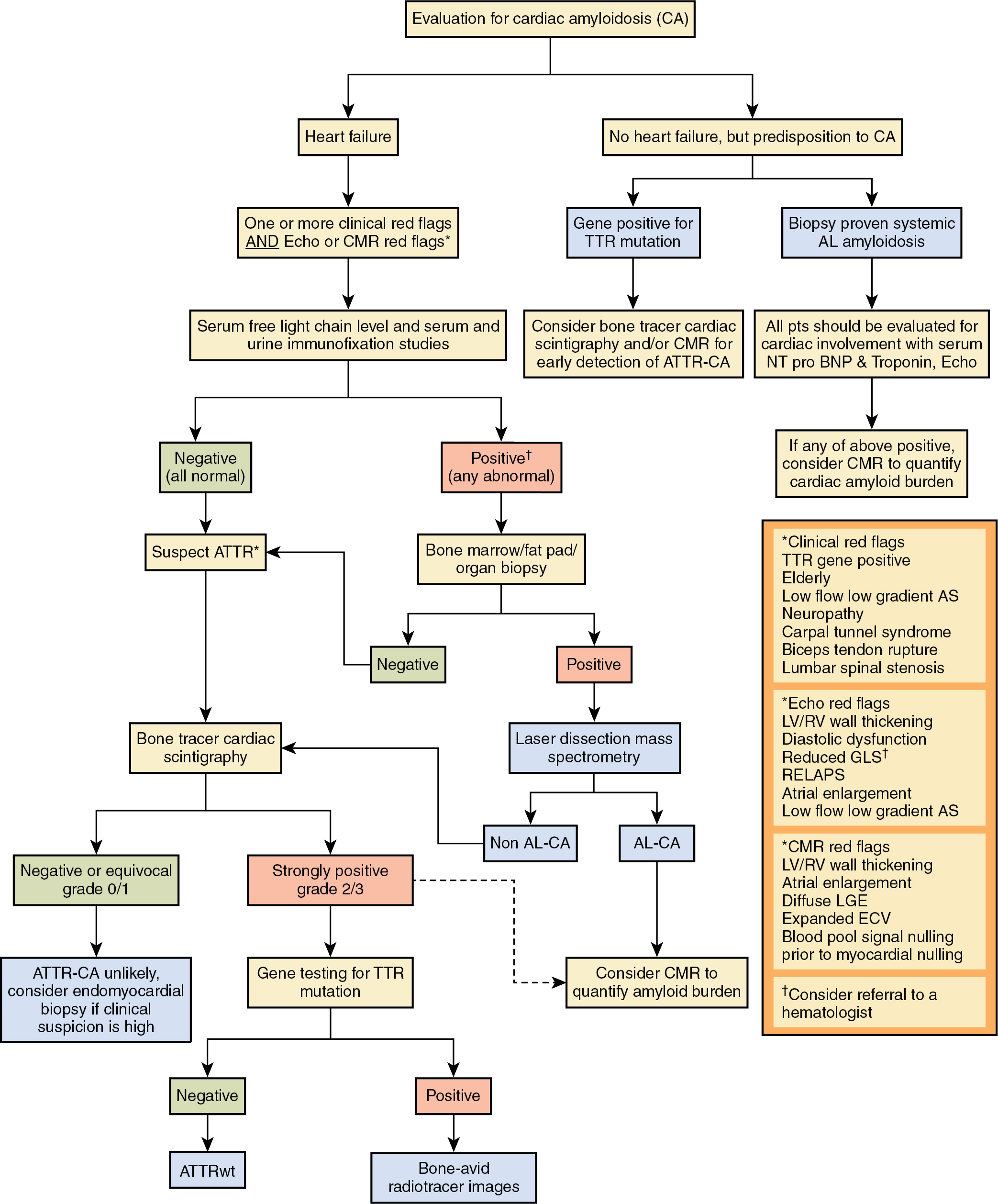 Patients with known or suspected amyloidosis | Radiology Key