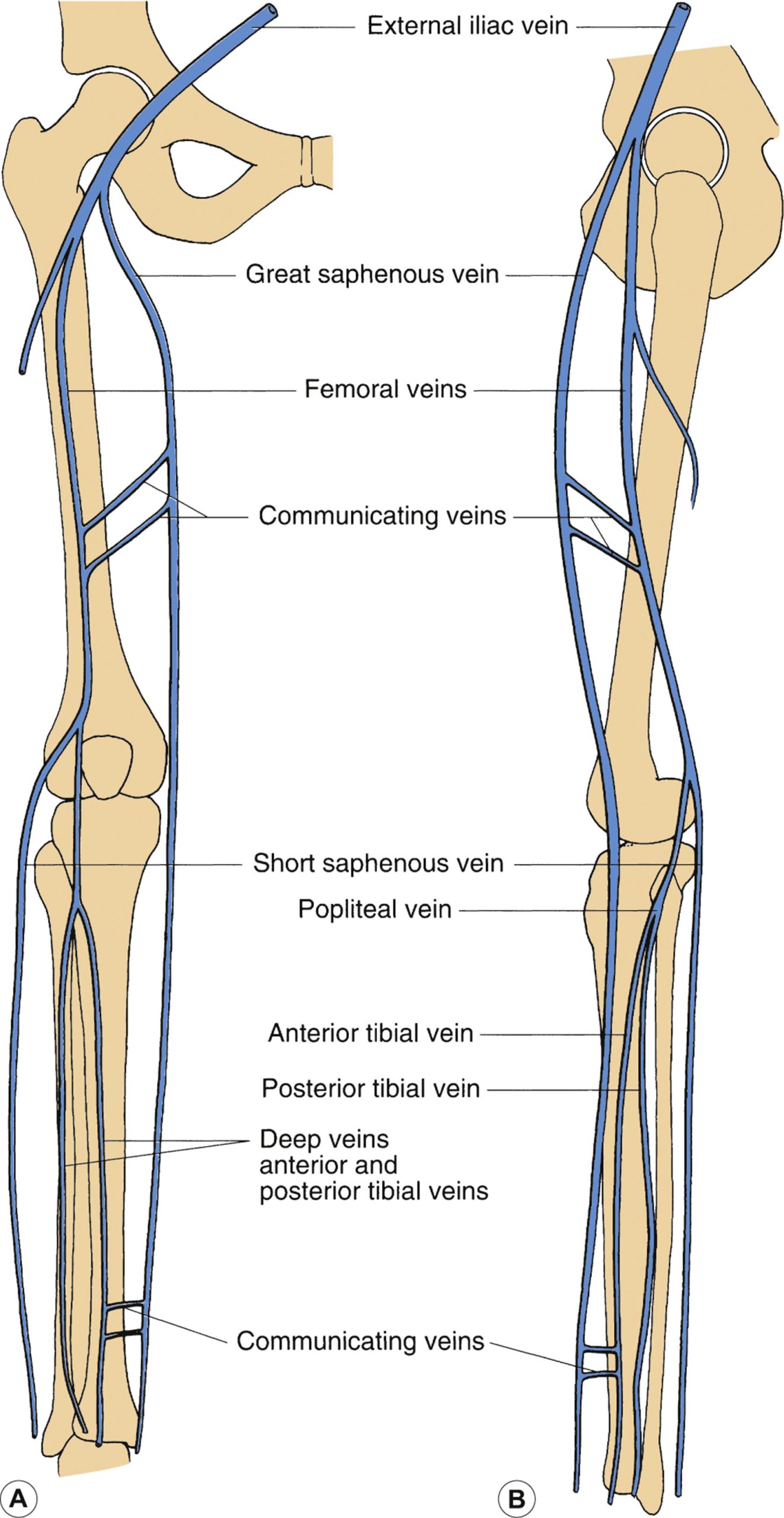 The Lower Limb | Radiology Key
