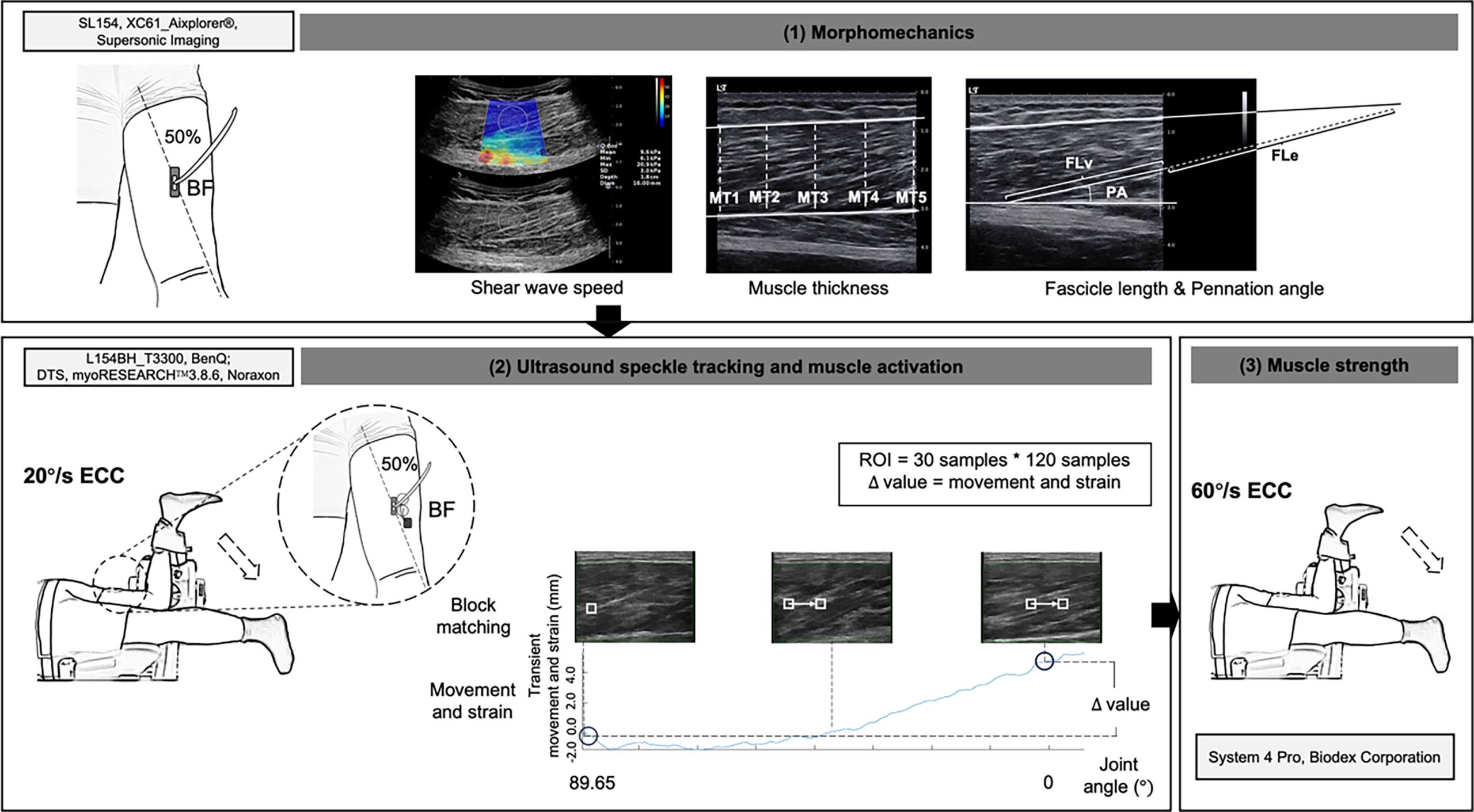 Validation of Muscle Ultrasound Speckle Tracking and the Effect of ...